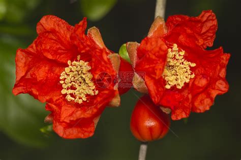 美丽的红石榴花叶子红色水果绿色花朵石榴花园异国情调收成高清图片下载 正版图片321454918 摄图网