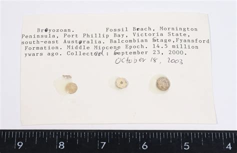 Bryozoan Fossil See Photo For Details