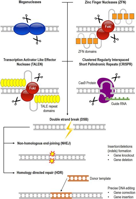 Frontiers Is Malaysia Ready For Human Gene Editing A Regulatory
