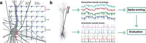 neuroinformatics 2012 modeling realistic extracellular recordings of