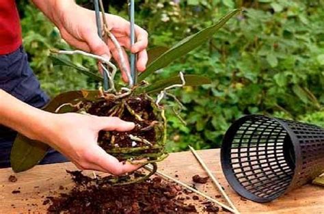 Как правильно ухаживать за орхидеей