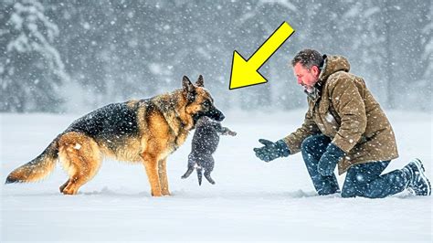 Мать немецкой ОВЧАРКИ приносит своего почти мертвого Щенка МУЖЧИНЕ Что было ДАЛЬШЕ ПОТРЯСЛО