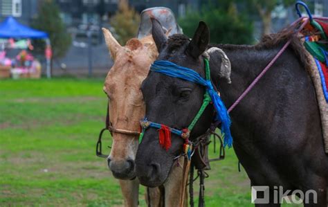 ФОТО Төв цэнгэлдэхэд наадамлаж яваа зочид