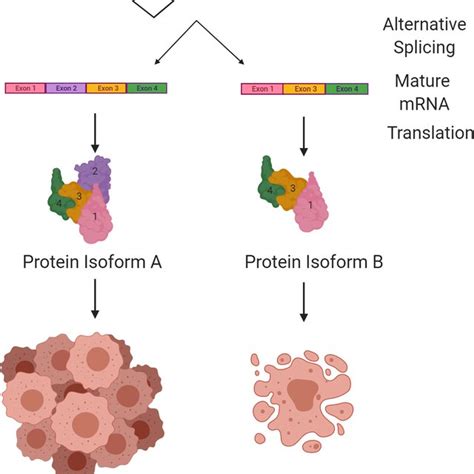 Schematic Representation Of Protein Isoforms That Can Be Generated From Download Scientific