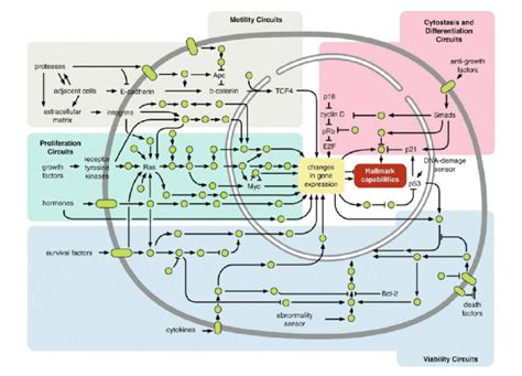 Intracellular Signaling Networks Regulate The Operations Of The Cancer Download Scientific