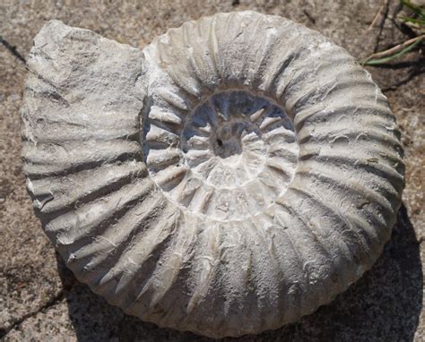 Primary Fossils Page — Geobus Free Stem Workshops For Schools