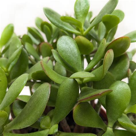 Buy Succulent Crassula Jade Online In United States World Plant Nursery