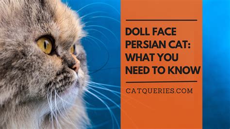 Doll Face Persian Cat Everything You Need To Know Cat Queries