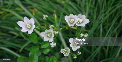 초여름에 햇빛의 광선에 여름 꽃 화단의 잔디에 다양한 꽃 부드러운 초점그림 다채로운 예술 이미지 개화기에 대한 스톡 사진 및