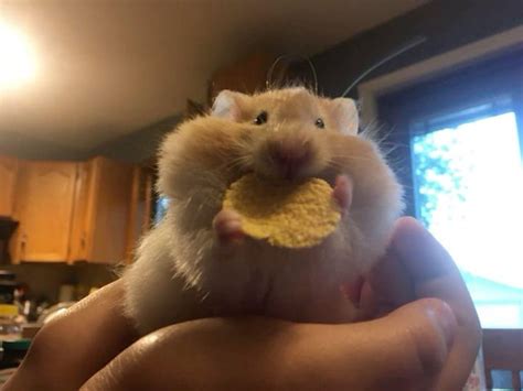 I Think He Loves Chips R Hamsters