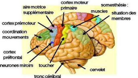Les Différentes Zones Du Cerveau Et Leurs Fonctions Emplacement Des