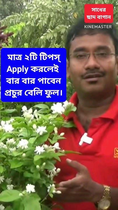 বেলি ফুল গাছ ঝাঁকড়া করে বারবার প্রচুর ফুল পেতে মাত্র ২টি কাজ করুন আর কামাল দেখুন। Mogra