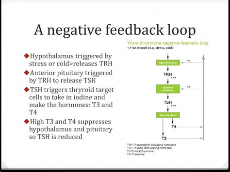 PPT Thyroid Function PowerPoint Presentation Free Download ID 5717714