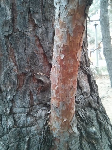 Scots Pine Pinus Sylvestris The Ufor Nursery And Lab