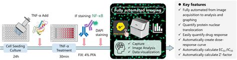 Analysis Of Nuclear Translocation Using Ai Driven Fully Automated