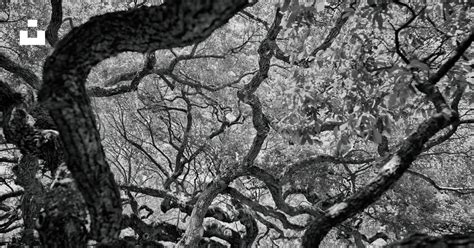 검은 나뭇가지 사진 Unsplash의 무료 엔젤 오크 이미지