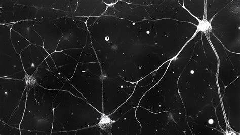 Algoritmos De Inteligencia Artificial Qué Son Y Tipos