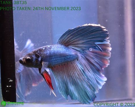 Assorted Blue Base Halfmoon Male Betta Nano Tanks Australia Aquarium Shop