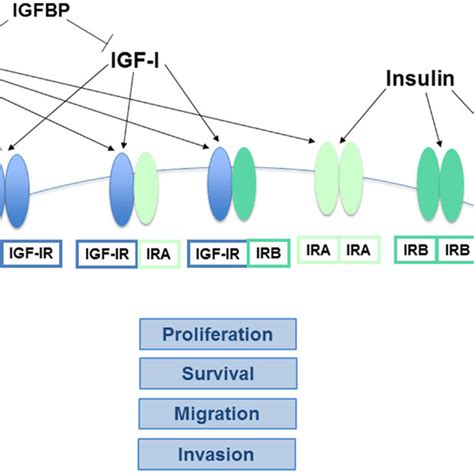 Cellular Signaling Pathways Downstream Of The Insulin Igf Receptors Download Scientific