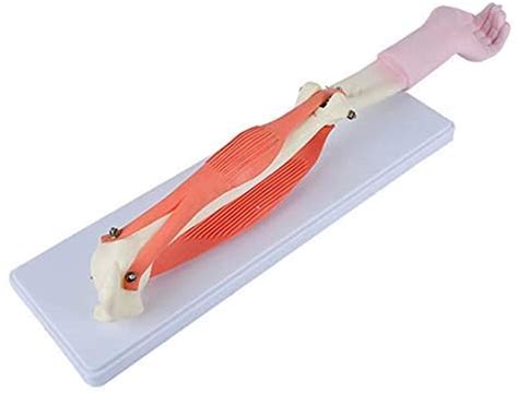 Buy Anatomy Model Elbow Joint Model Anatomy Model Human Elbow Joint