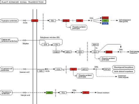 Plant Hormone Signal Transduction Pathways The Colors In The Figure