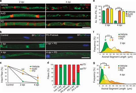 Schwann Cells Dedifferentiation Is Required For Axonal Fragmentation