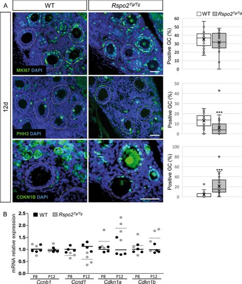 R Spondin2 Signaling Is Required For Oocyte Driven Intercellular Communication And Follicular