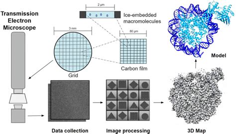 The Overall Cryo Em Macromolecular Data Processing Pipeline This