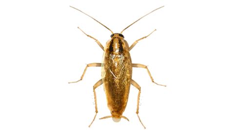German Cockroach Identification Prevention And Control