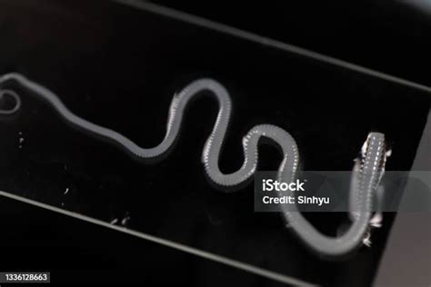 Parasit Atau Cacing Penelitian Adalah Parasit Ikan Air Tawar Di Laboratorium Foto Stok Unduh