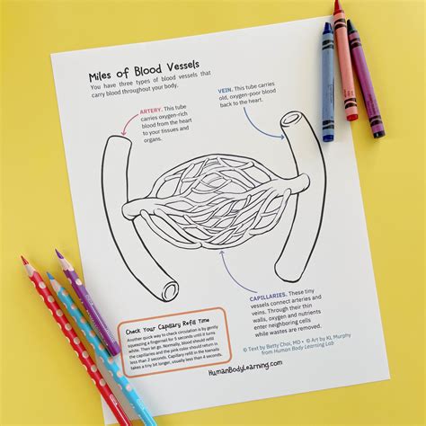 Circulatory System Coloring Page