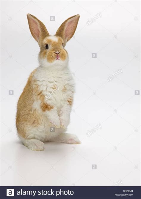 Download This Stock Image Bunny Rabbit Standing Up White Background Cnbxm From Alamy S
