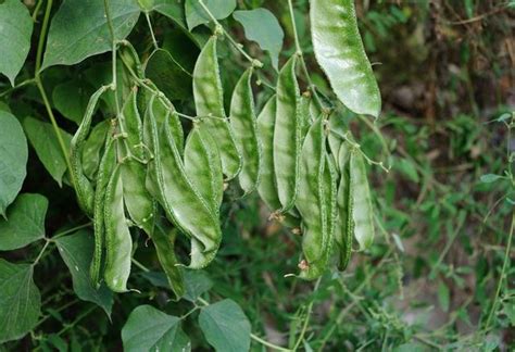 扁豆怎麼種才能高產？扁豆種植的時間安排是什麼？ 每日頭條