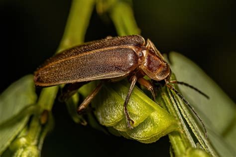 Premium Photo Adult Firefly Beetle