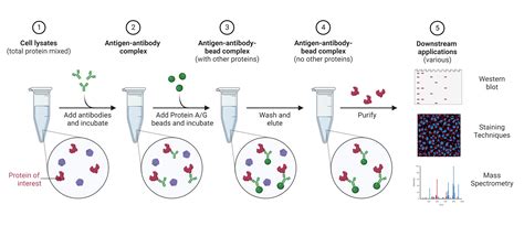 Immunoprecipitation AAT Bioquest