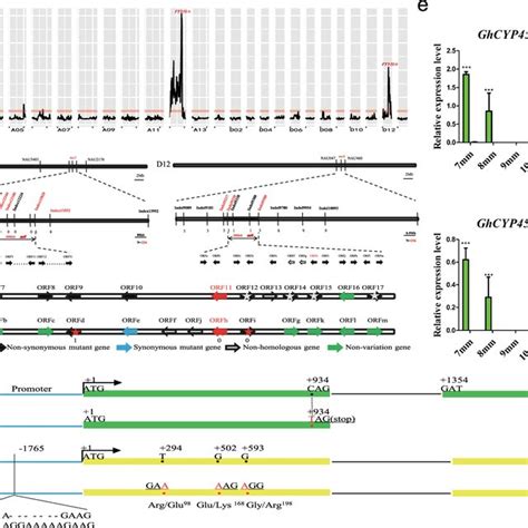 Map Based Cloning Of The Duplicate Recessive Male Sterility Gene Ghms5