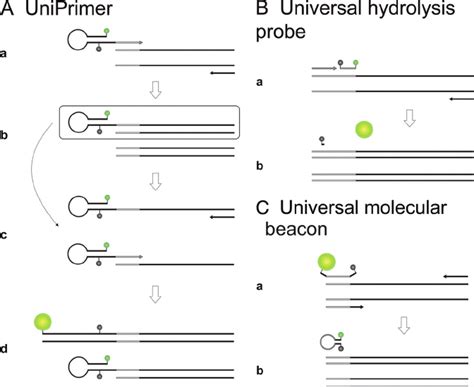 Primer Based Detection Second Stage Amplification And Signal