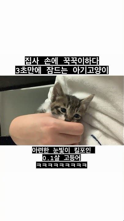 아기고양이는 잠이 많아요 Youtube