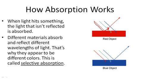 Anatomy Example Of Absorption At Angus Champion Blog