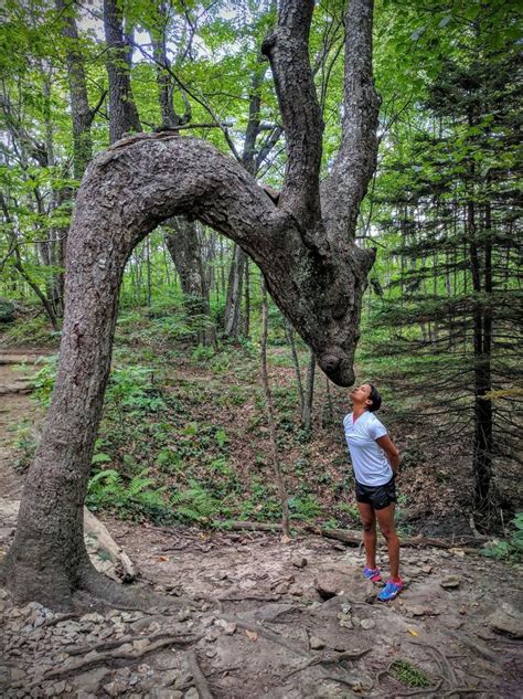 37 Trees That Look Like Something Else And Will Make You Look Twice Naija Parrot