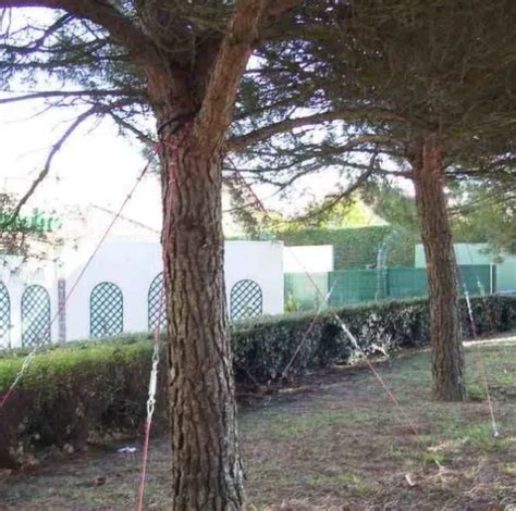 Tree Guying System Dts Landscape Depot