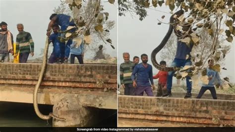 Man Pulls Giant Python From Canal In Terrifying Video Internet Reacts