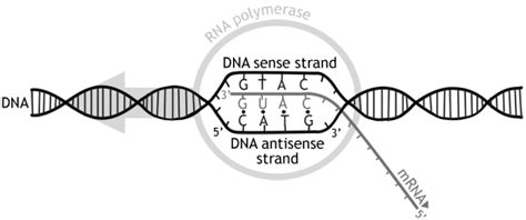 Difference Between Sense And Antisense Strand Definition