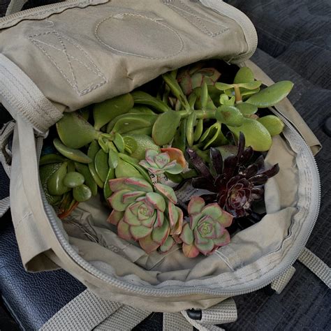 Reproducing 💚 Rplants