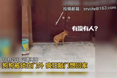 狗狗误被锁在门外，为回家疯狂敲门！狗子：好尴尬，有人看我笑话笑话狗狗