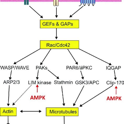 A Simplified Presentation Of Signaling Pathways For Cell Migration With Download Scientific