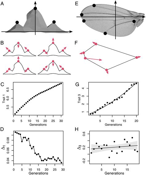 Directional Selection