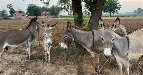 Gujarat Man Sells Donkey Milk For Rs 5000 A Litre Earns Rs 2 3 Lakh A