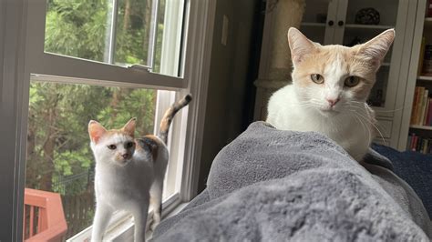 Can Dogs Eat Plain Cheerios The Surprising Truth Revealed Vet Advises