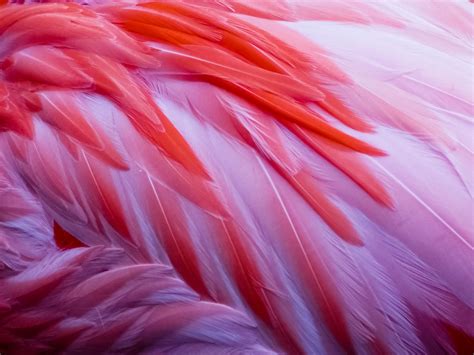 Flamingo Feather Pattern